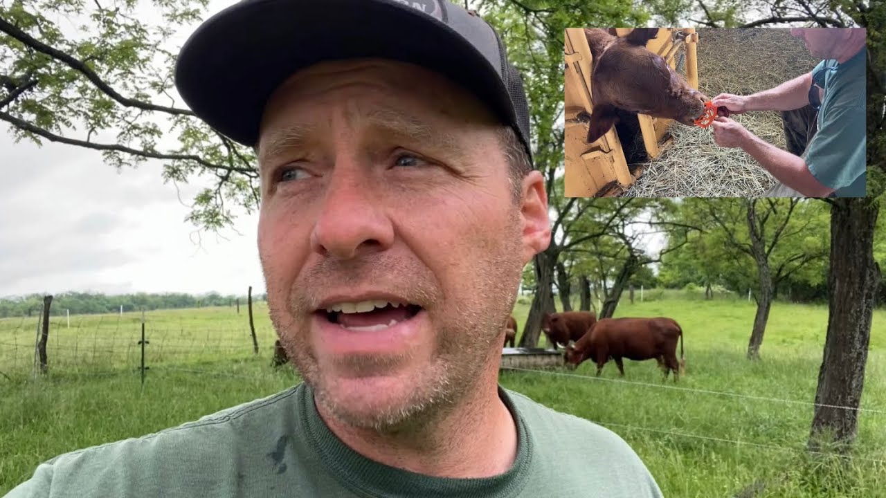 Reality of Weaning Calves - Do Wean Rings Work? Red Devon Cattle - YouTube