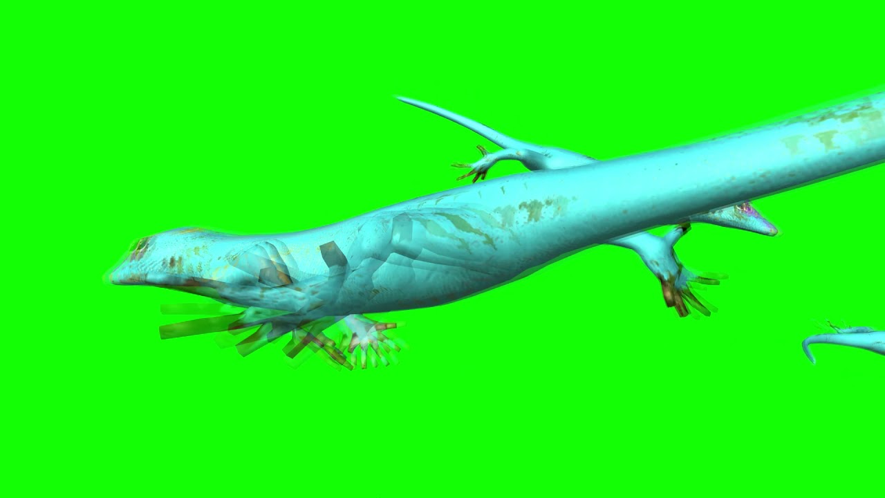 Lizard Swimming Green Screen Effects Royalty Free - YouTube