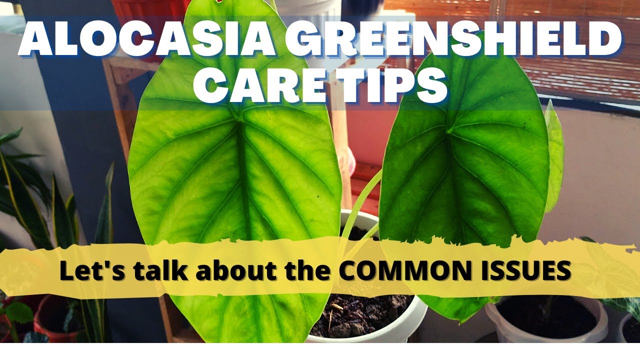 Alocasia Clypeolata Greenshield Plant CARE TIPS Common Issues YouTube alocasia-clypeolata-greenshield-plant-care-tips-common-issues-youtube