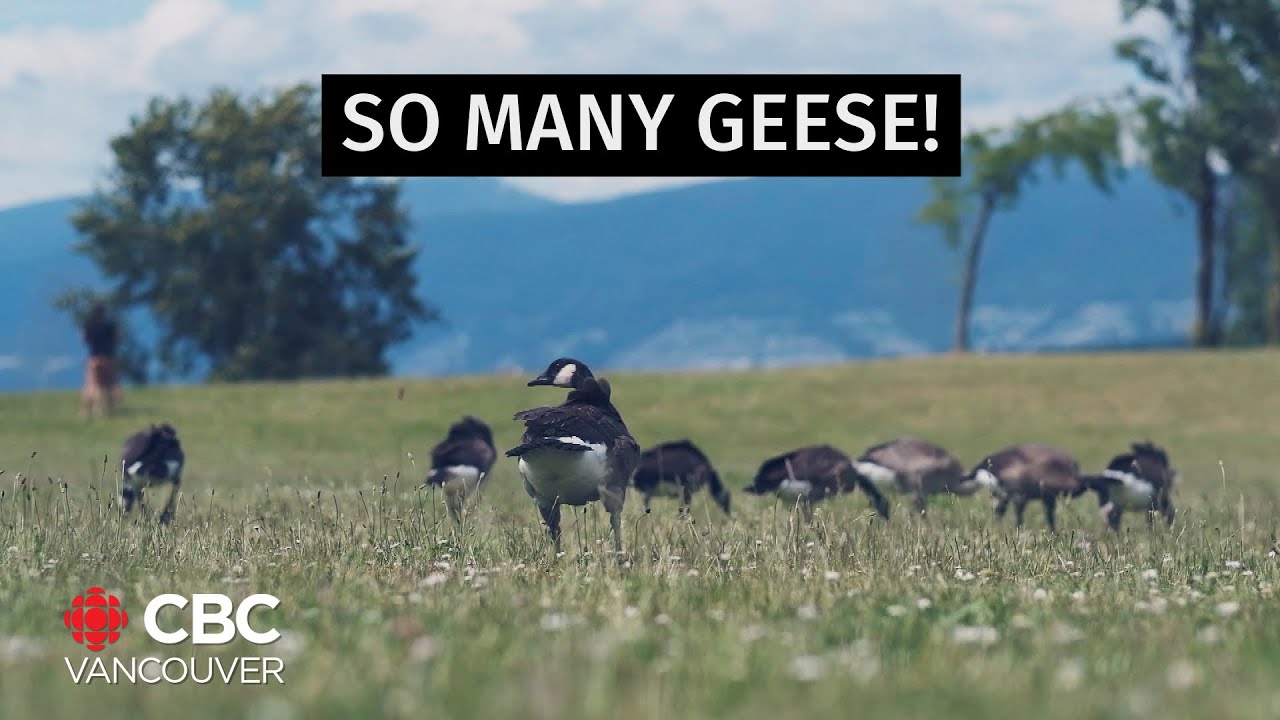 Why are there so many geese in Vancouver? - YouTube