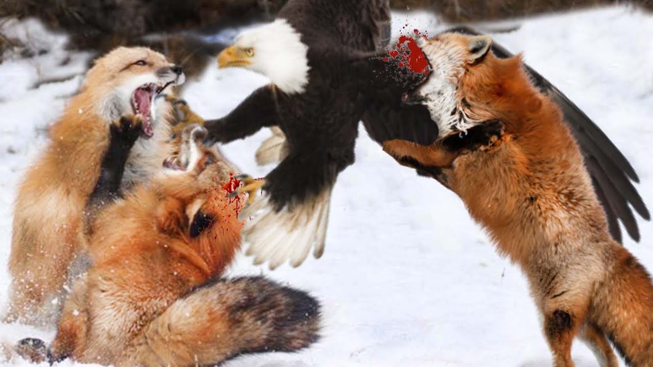 Fierce Fights For Survival_ Clever Fox Fights Back Madly To Escape The ...