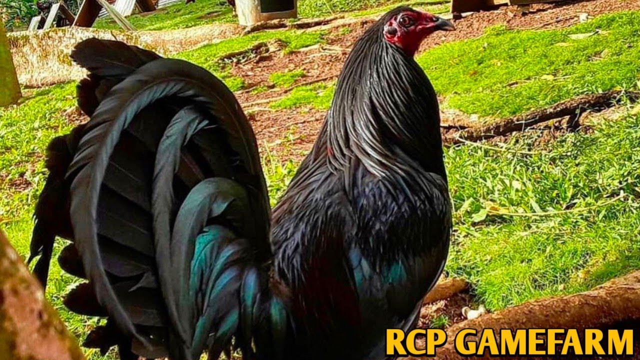 Black Mcrae Walet Kelso Grey - RCP FARM - YouTube