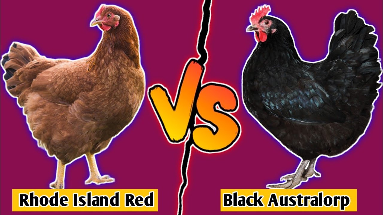 Rhode Island Red Vs Black Australorp😲| Two Popular Egg Laying Chicken ...