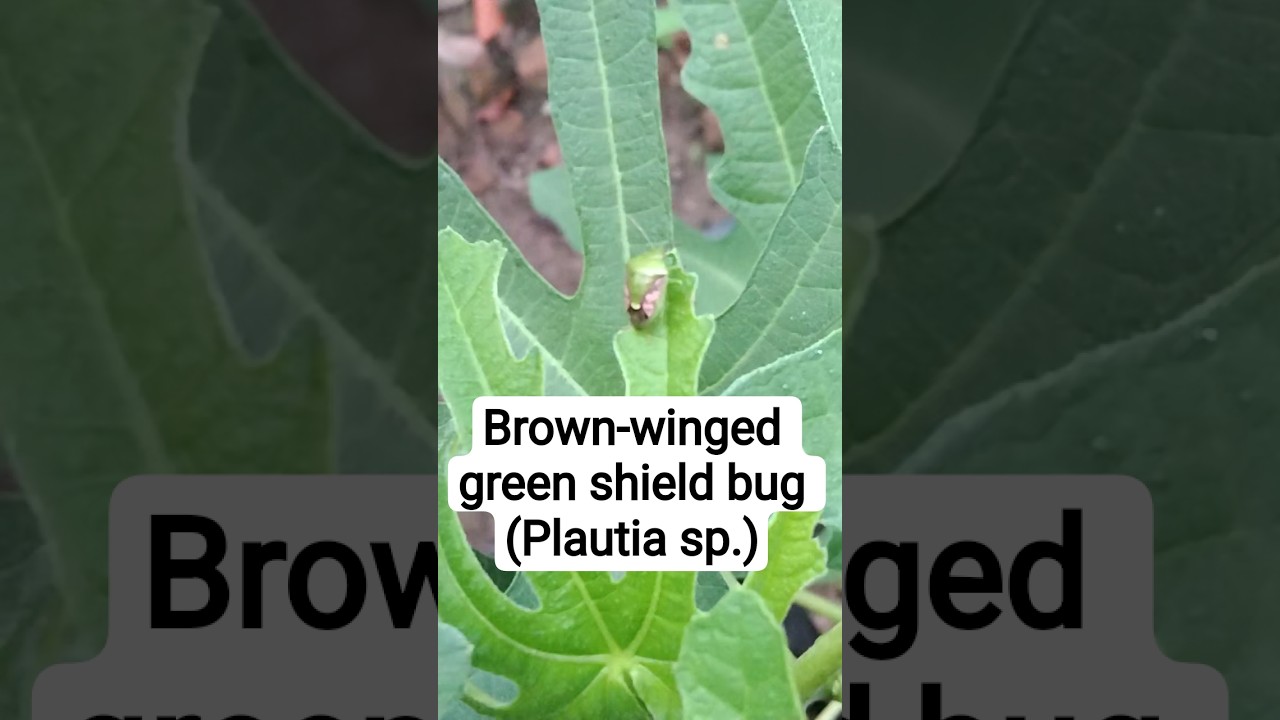 Brown-winged green shield bug (Plautia sp.) in Indonesia #Plautia #pest ...