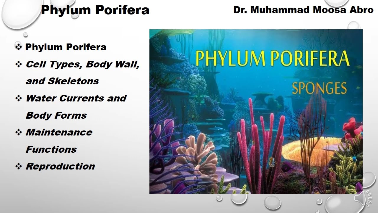 Phylum Porifera