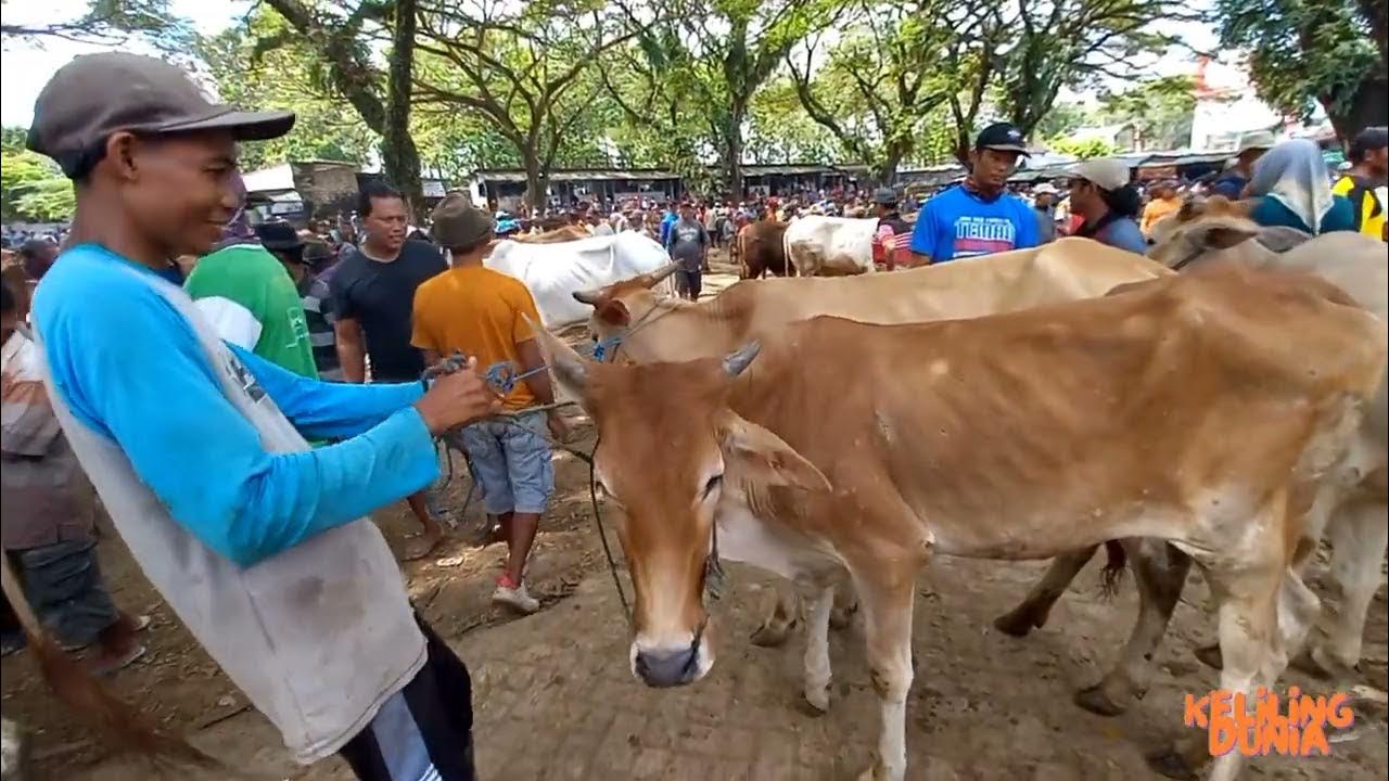 Pasar Sapi Terbesar | Dari Ratusan Ribu Hingga Puluhan Juta | Jatirogo Tuban - YouTube