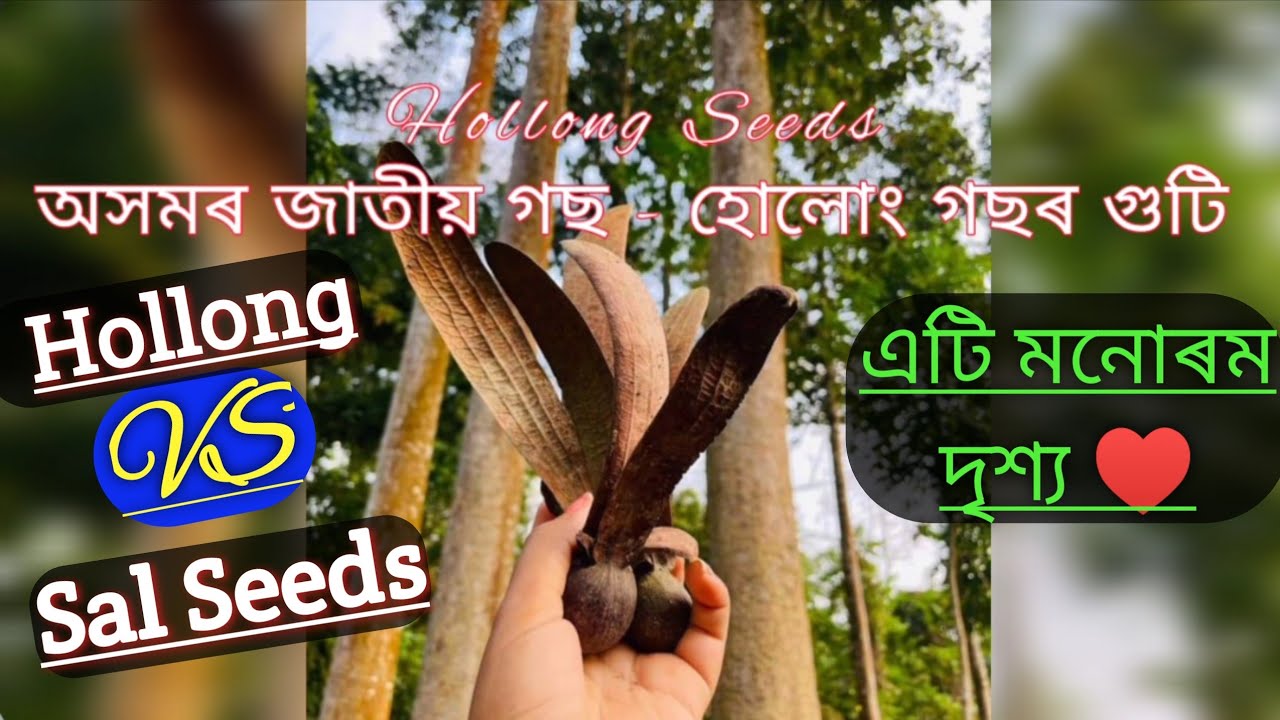Sal Tree seeds vs Hollong Seeds // অসমৰ জাতীয় গছ - হোলোং গছ আৰু গছৰ ...