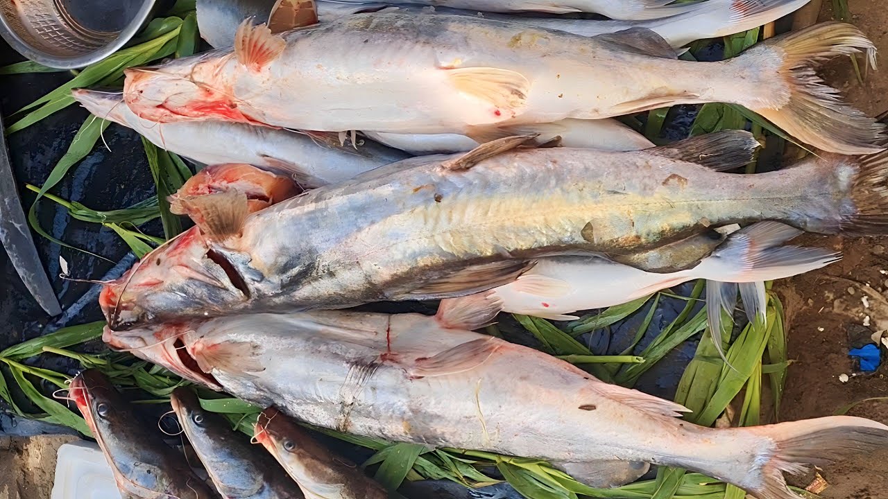 Live Singhara Fish Cutting Skills (The Amazing Fisher) - YouTube