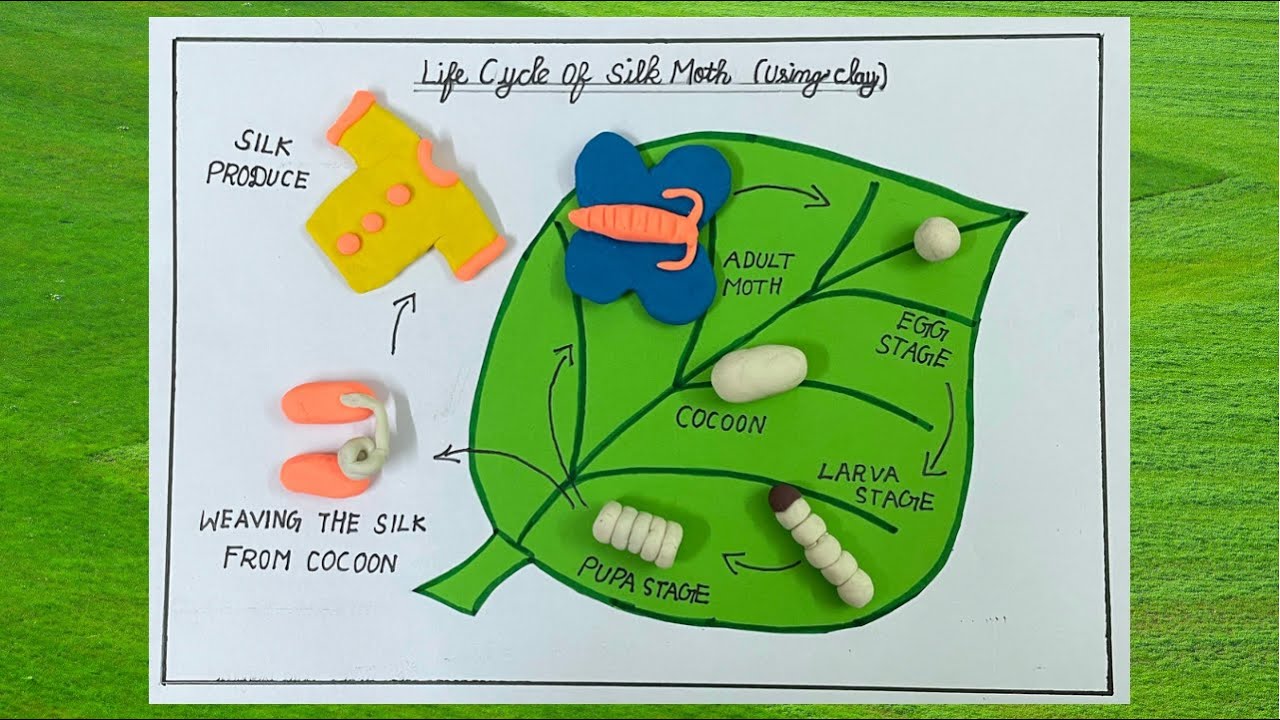 Life cycle of Silk Moth ( using clay ) / Clay models / Sarvesh’s World ...