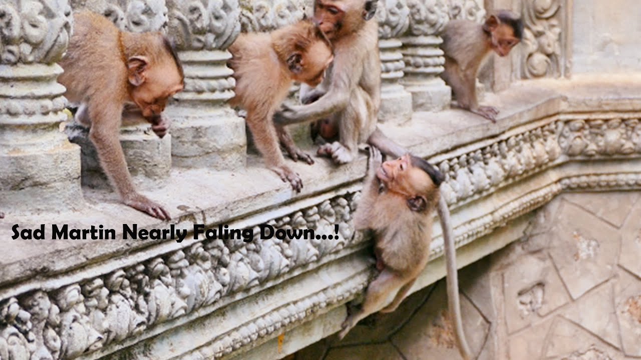 Poorly Martin.....Everyone Chasing My Sad Martin Nearly Falling From ...