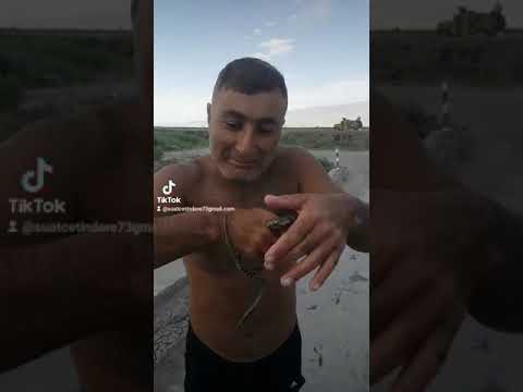 Eliyle yılan tutan çılgın balıkçı