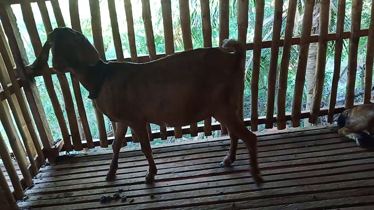 Cebu Goat Farm - With her Dam and Doeling - YouTube