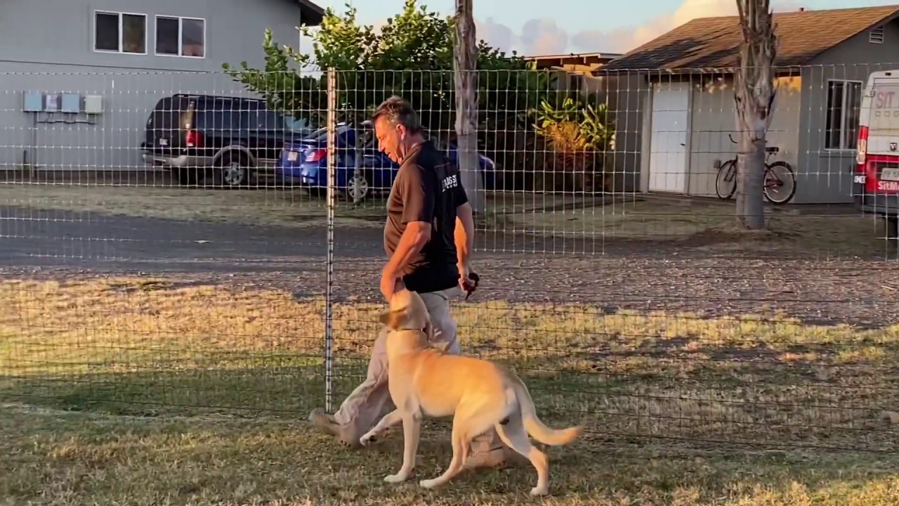 Labrador off leash attention - YouTube