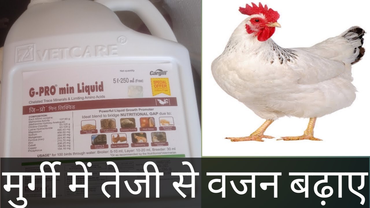 मुर्गी में तेजी से वजन बढ़ाए,murgi ko teji se wajan badhane ka medicine ...