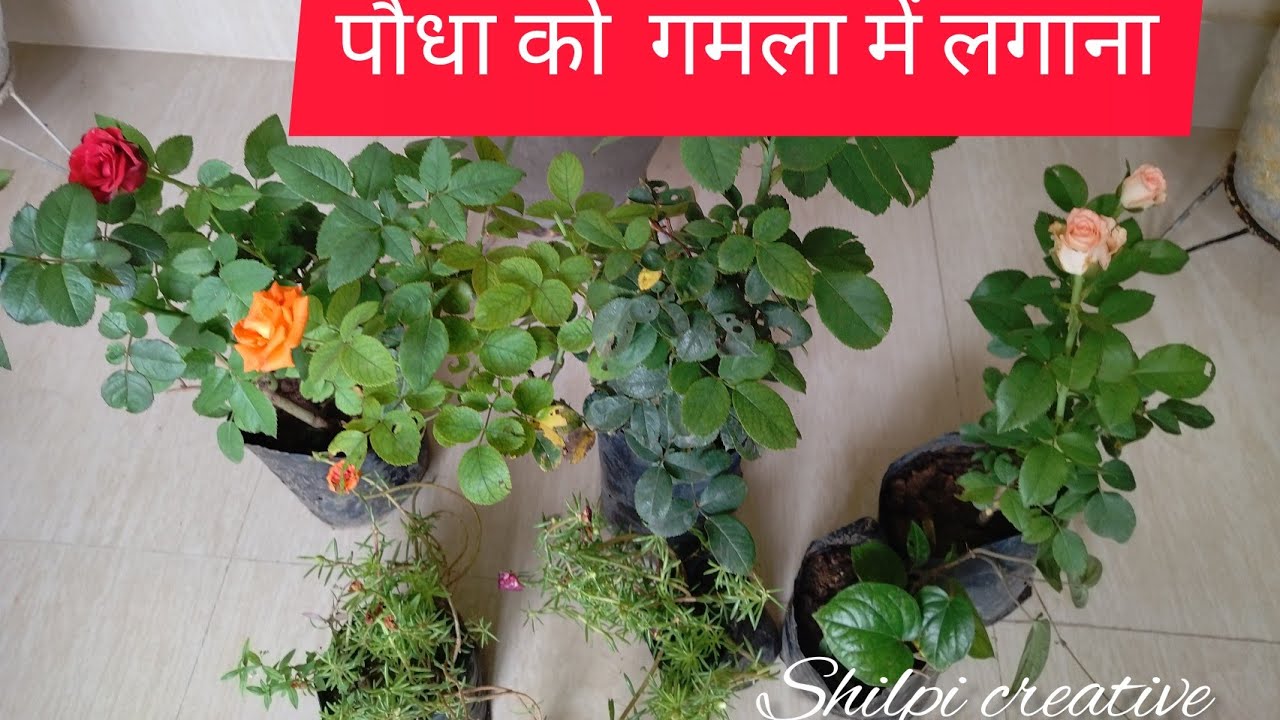 नर्सरी से लाए पौधा को गमले में लगाना #podha#plant #garden#gardening# ...