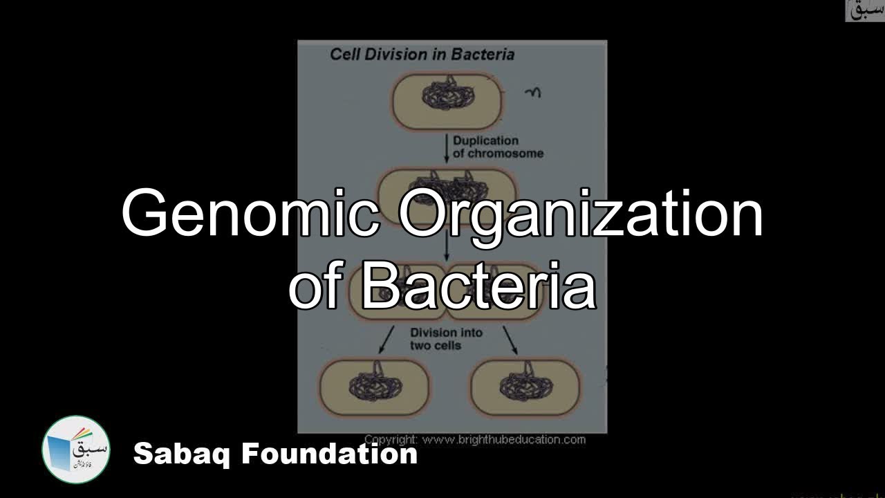 Genomic Organization of Bacteria, Biology Lecture | Sabaq.pk - YouTube
