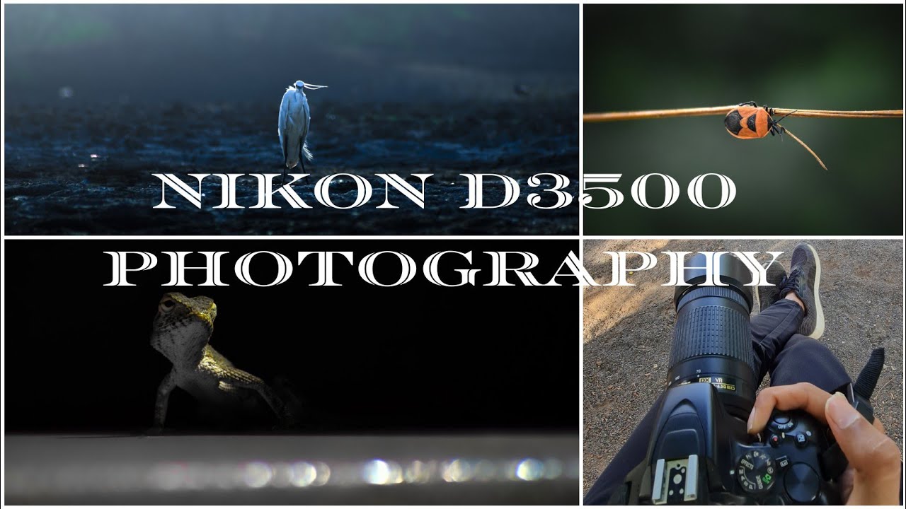 NIKON D3500 WILDLIFE PHOTOGRAPHY SAMPLES | NIKON INDIA | NIKON D3500 ...