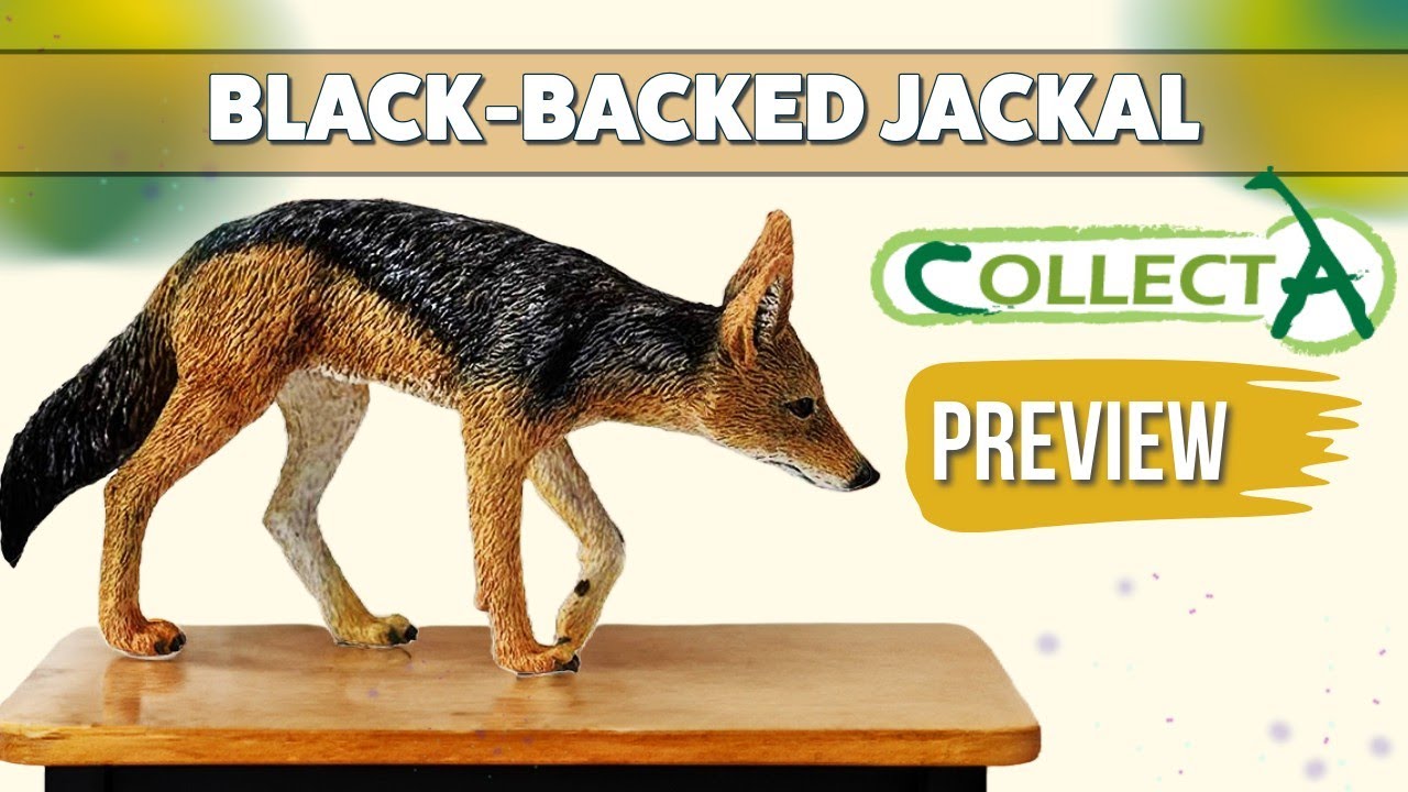 CollectA Black-backed jackal : Fast & Closer Preview😍 - YouTube
