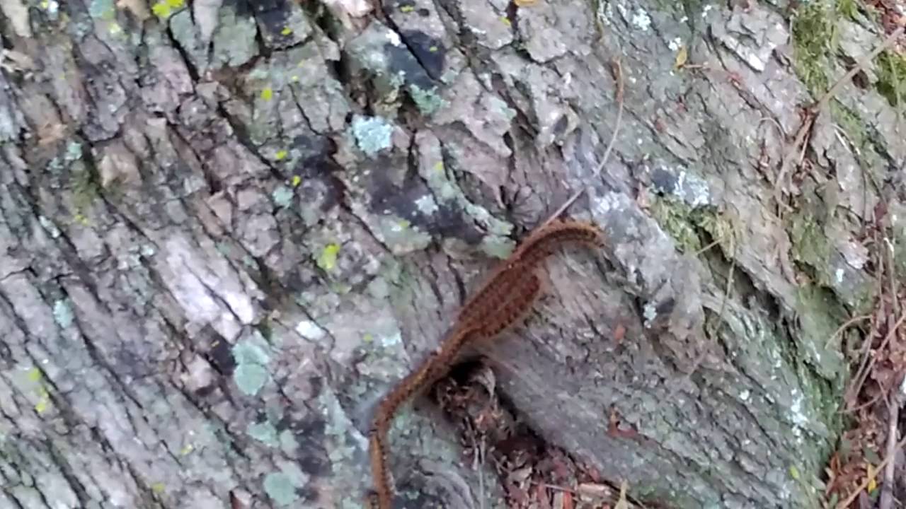 Muito curioso... alguém já viu um trilho de "bicho cabeludo" assim ...