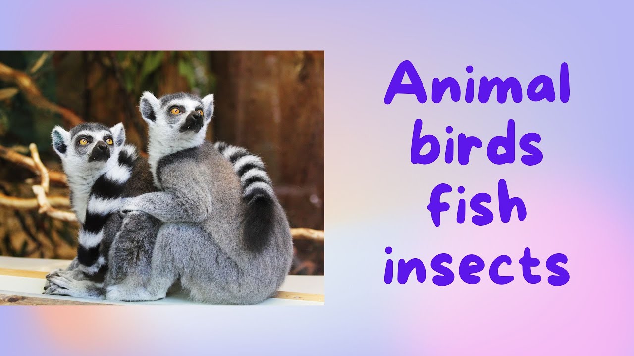 Animals birds fish insects. That's the music! 動物鳥魚昆虫。それが音楽です! - YouTube