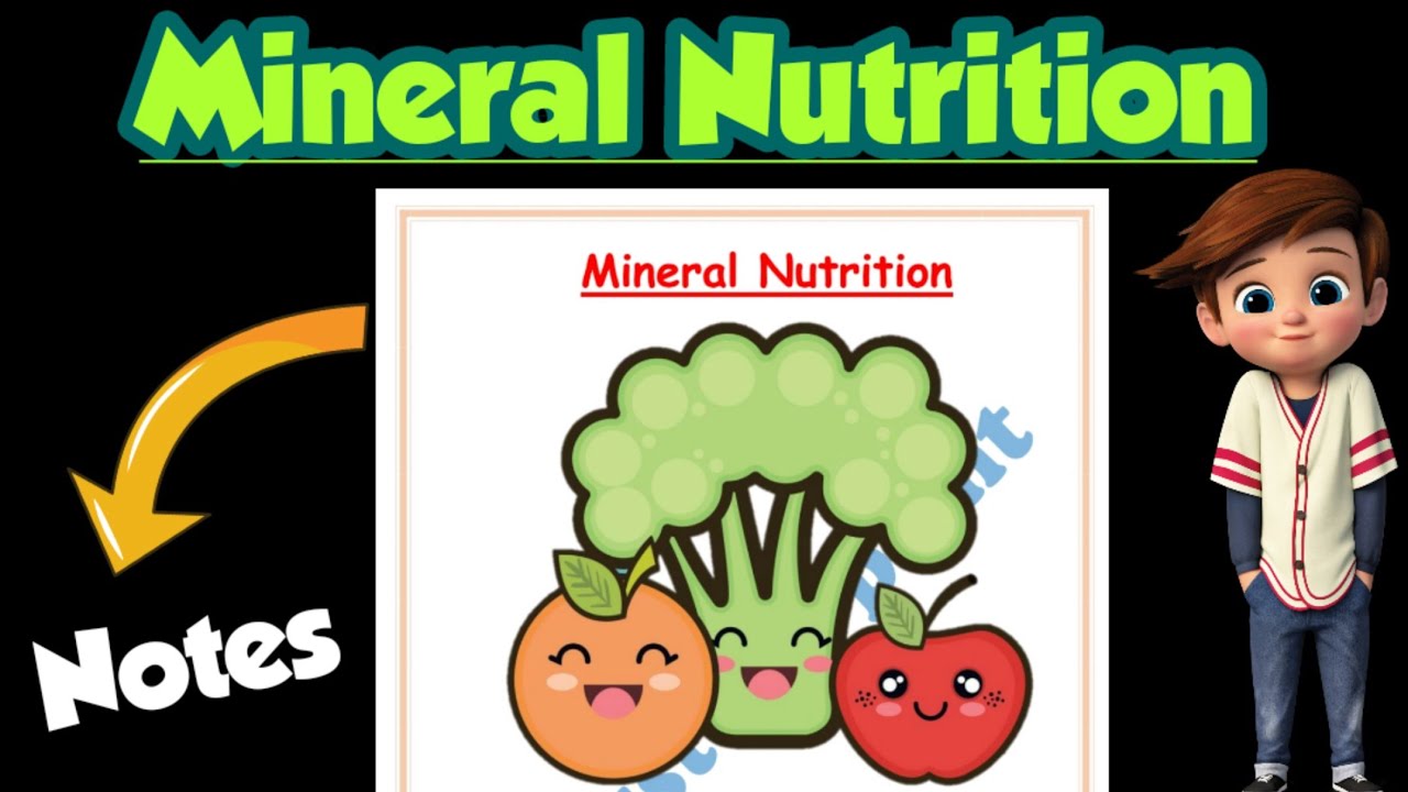 | Mineral Nutrition | Best handwritten Notes |Class 11| Biology | Ch-12 ...