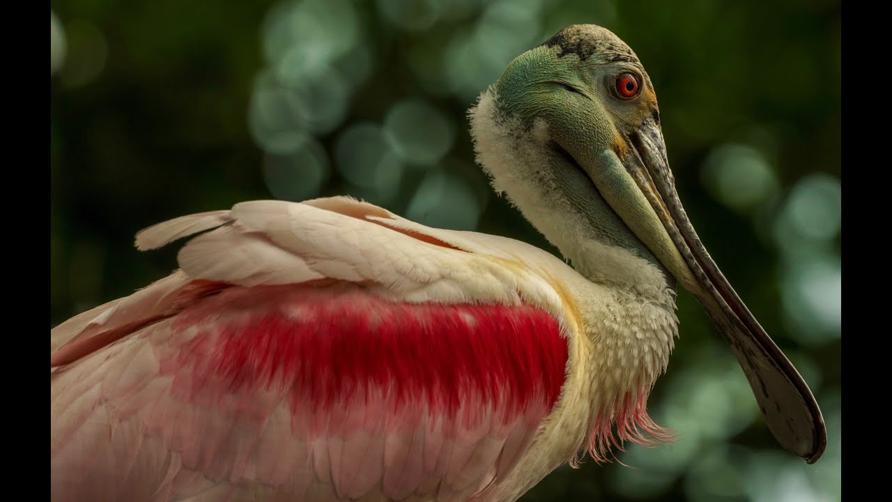 SPOONBILL WATCH : THE MOST AMAZING BIRD WITH A SPPON IN ITS BEAK, YOU ...