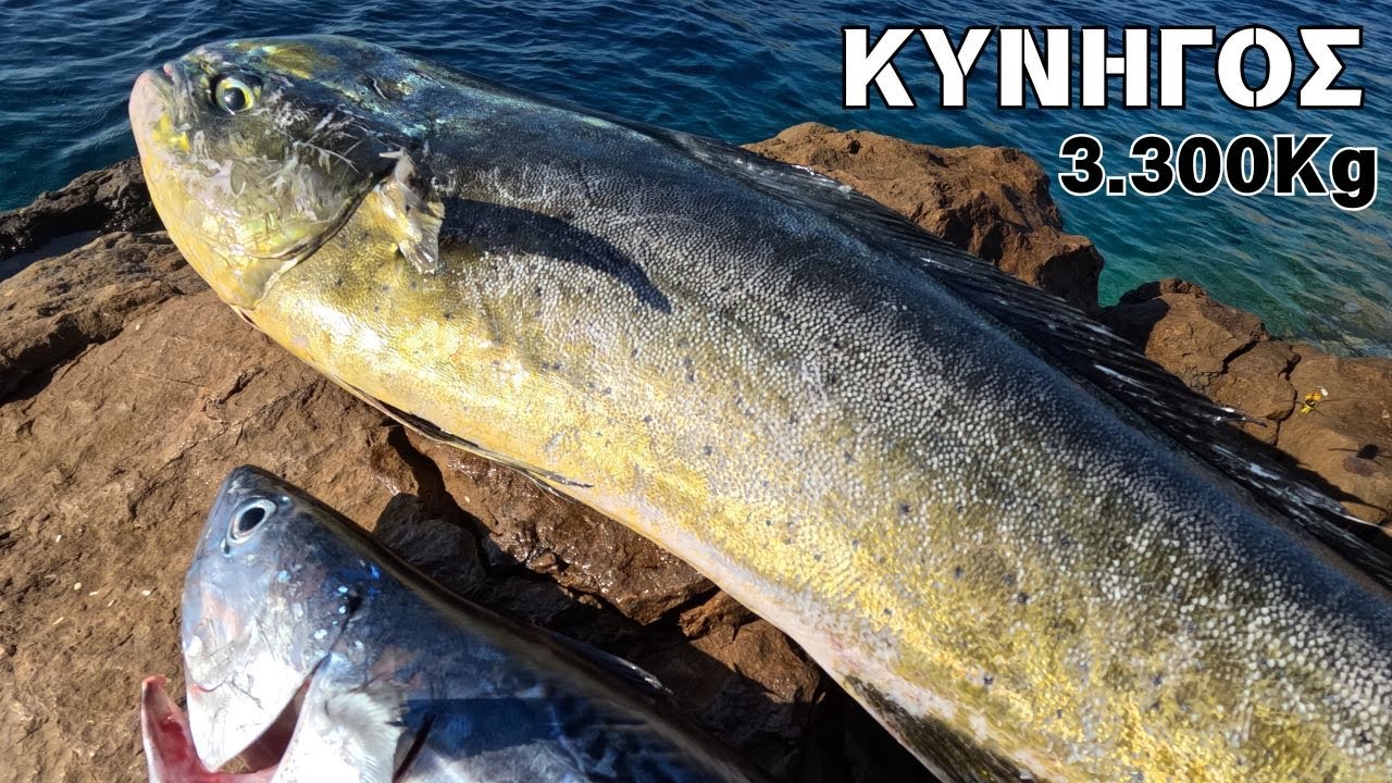 SPINNING 🎣 ΤΡΕΛΗ ΜΑΧΗ ΜΕ ΚΥΝΗΓΟ 3.300 Kg & ΝΤΑΣΚΑ ΜΑΧΗΤΗ #spinning # ...