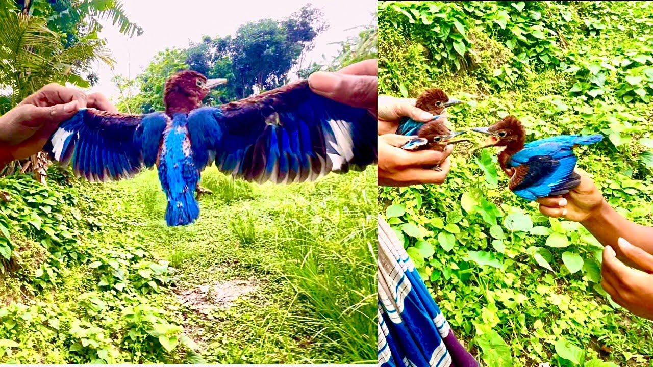 Amazing Baby Kingfisher - YouTube
