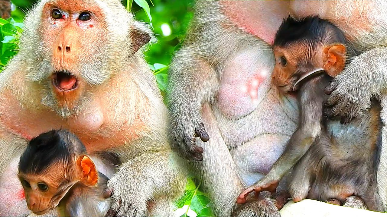 O-M-G ARORO baby monkey is drinking MaMa ARINA milk and walking around ...