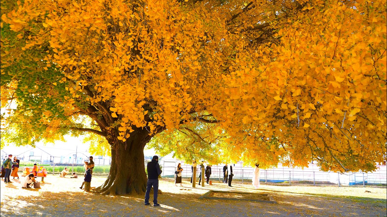 4K HDR - Ginkgo biloba tree autumn gold || Toyokawa - Aichi - YouTube