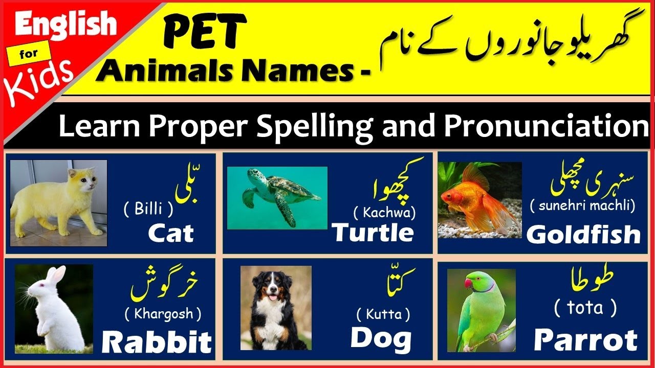 Pet Animals Names List In English And Urdu With Pictures YouTube Pet Animals Names List In English And Urdu With Pictures YouTube