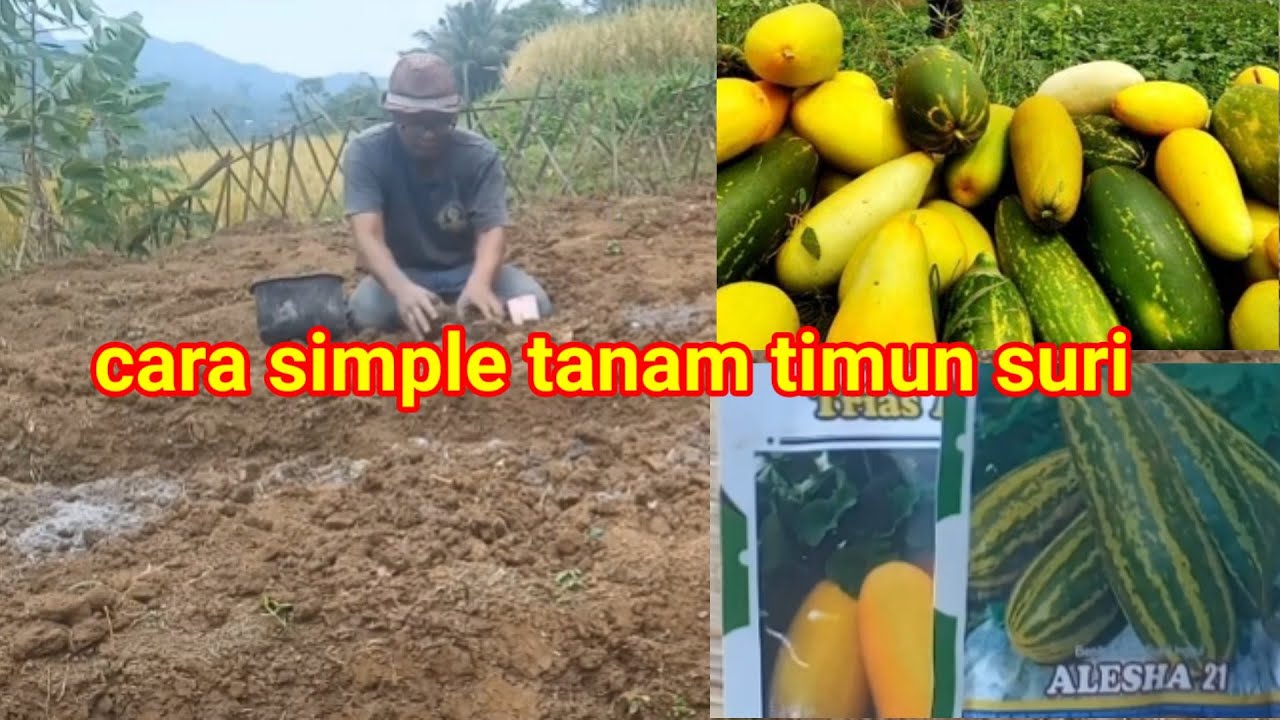 Cara tanam timun suri tanpa pupuk dasar - YouTube
