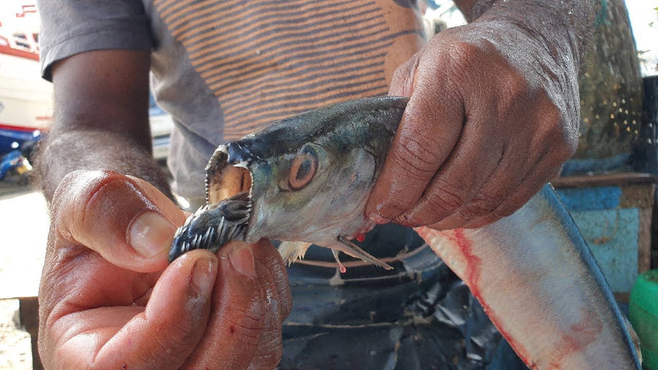Wolf herring fish cutting skill | How to cut Dorab wolf herring Fish ...