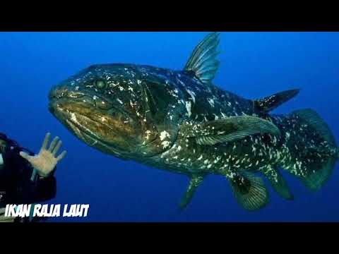 Ikan raja laut(coelacanth),ikan purba yang masih hidup di Indonesia????