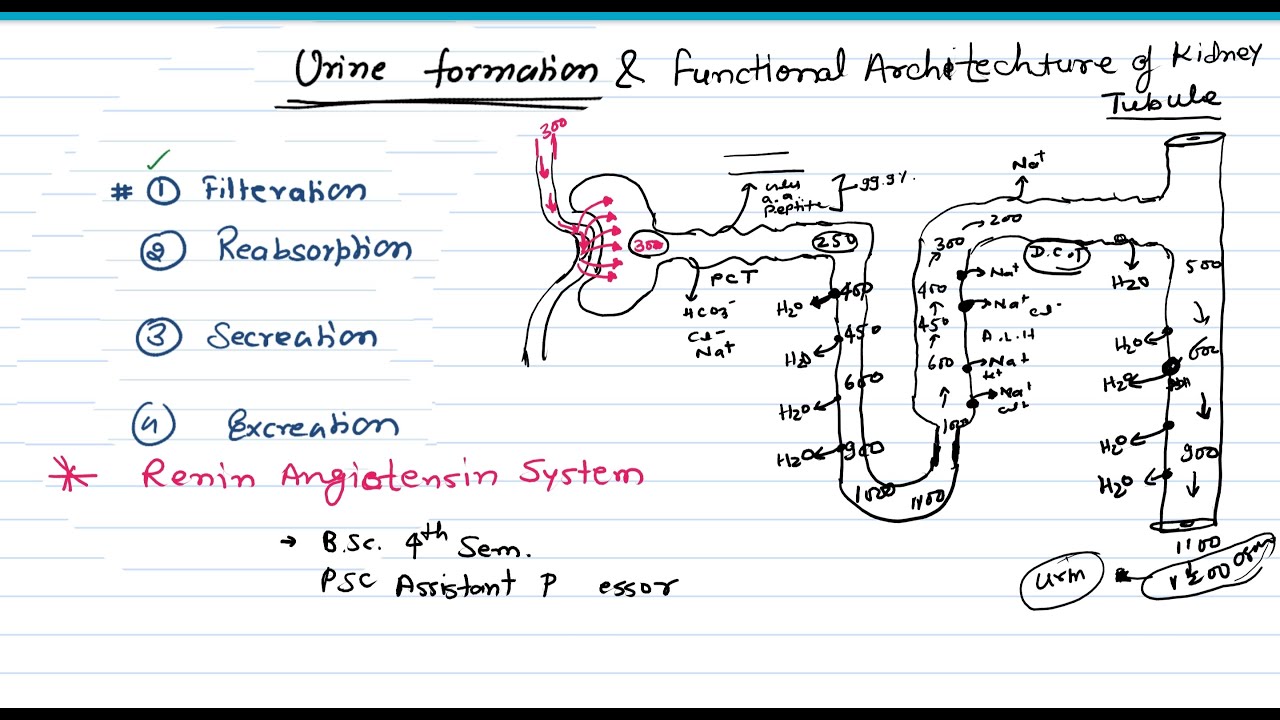 functional architecture of mammalian kidney tubule and formation of ...