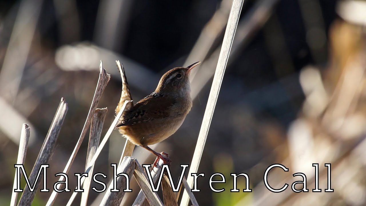Marsh Wren Call | Birding with SONY A6000 + SONY E 70-350mm F4.5-6.3 G ...