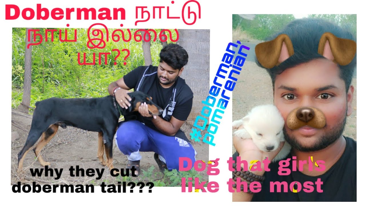 VV-3|pet review|Good quality dog/puppies for sale|show/pet quality dogs ...