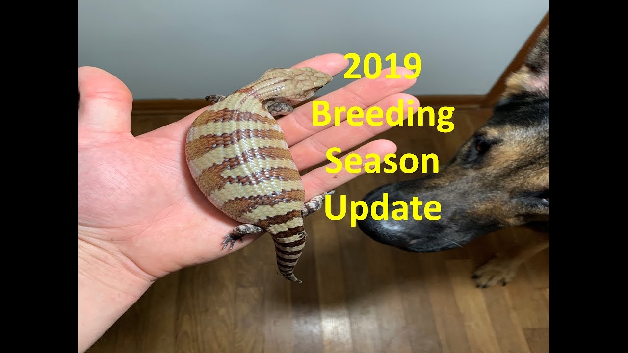 2019 Breeding Season Recap! - YouTube