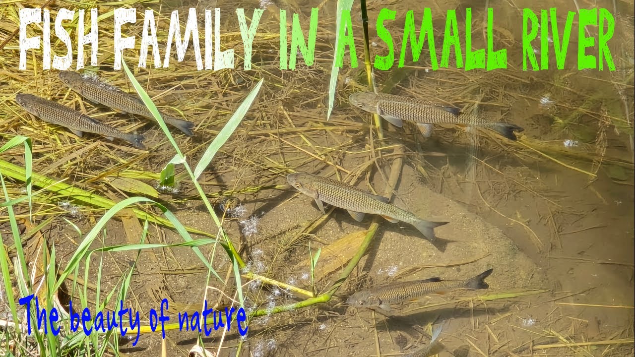 Family of fish in a small stream / fish in clear water. - YouTube