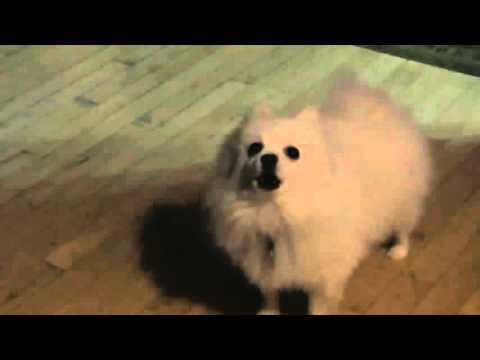Dogsong