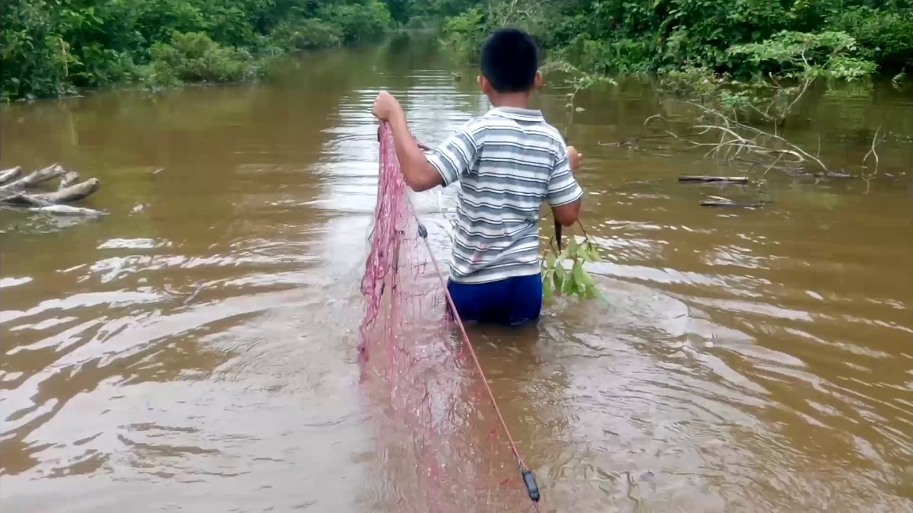 Menjaring ikan sungai waktu banjir - YouTube