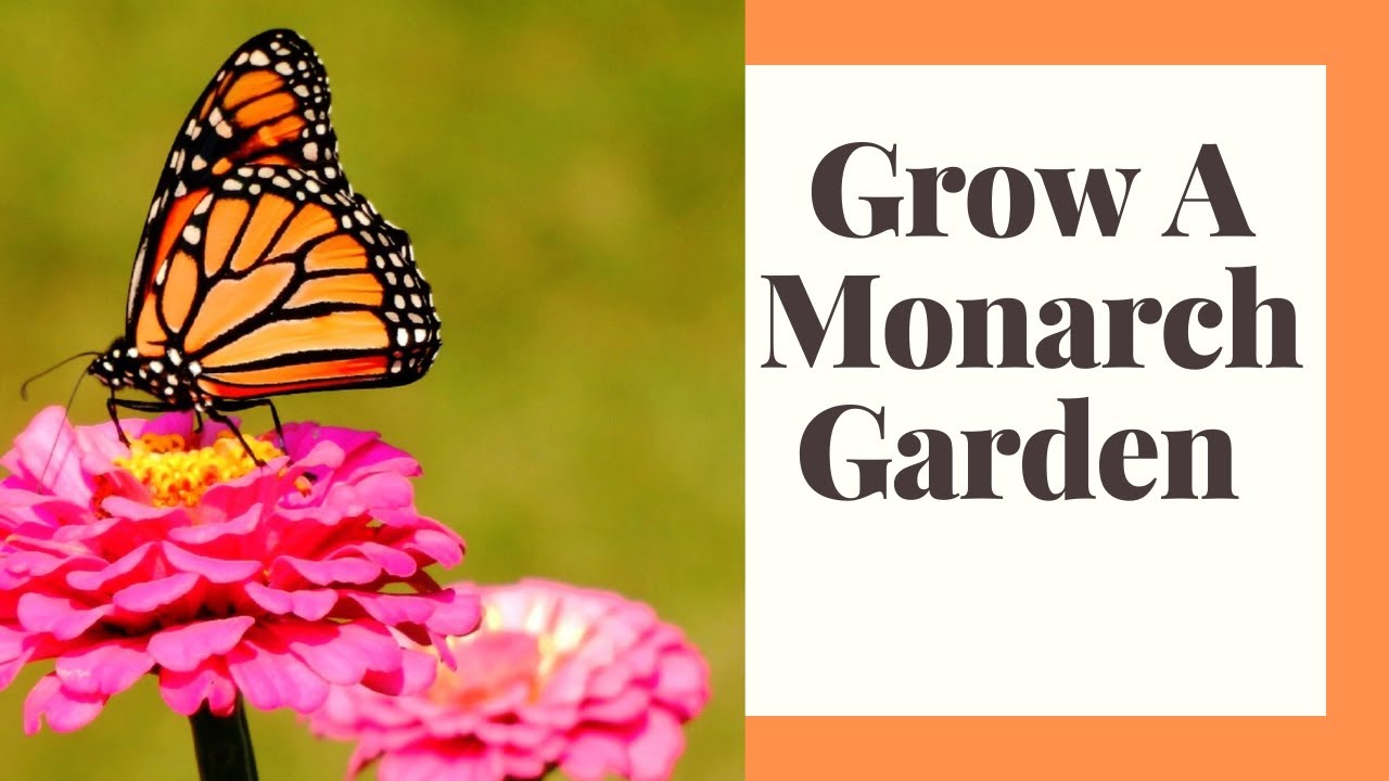Monarch Butterfly 8X6 Garden Design: Free Download - YouTube