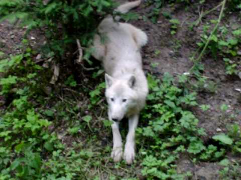 zoo vlk bily 2010 - YouTube