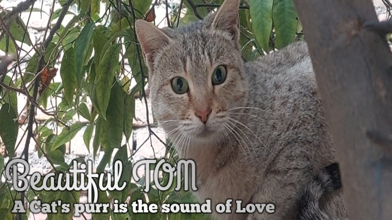 Beautiful TOM | Cat Lover | Animal Planet - YouTube