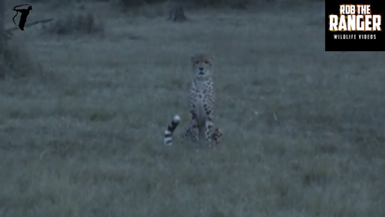 Lioness Chases Male Cheetah, Cheetah Chases Her Back!!! - YouTube