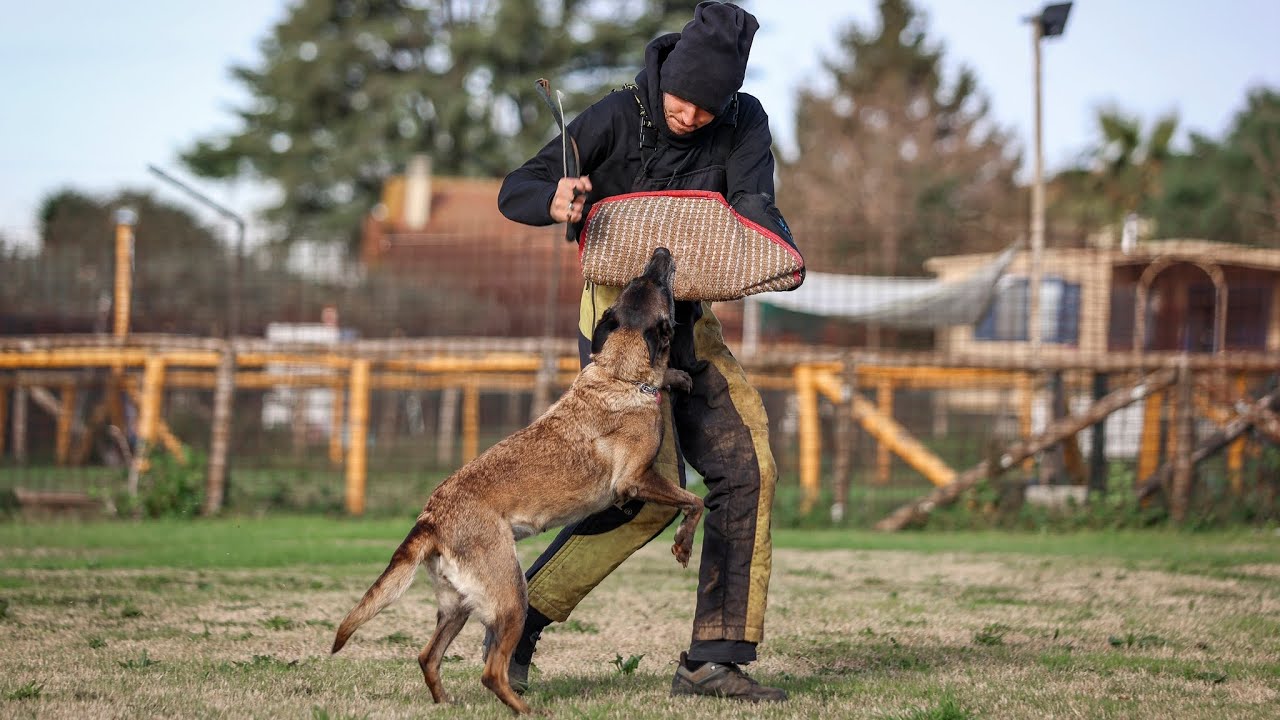 IGP Attack Training Session with a Belgian Malinois, Dobermann and ...