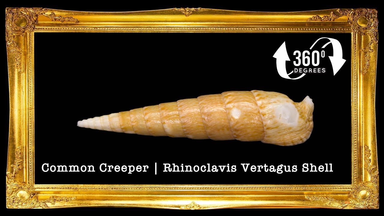 Sea Shells 360°| Common Creeper | Rhinoclavis Vertagus Shell - YouTube