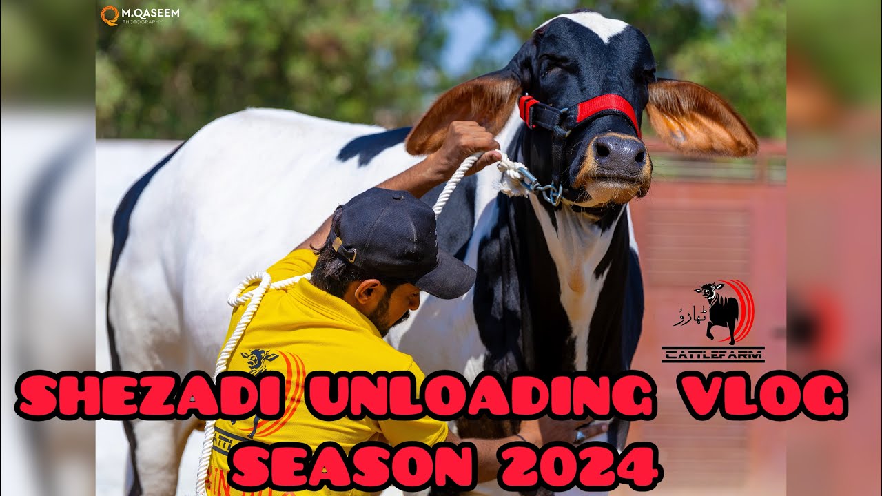 SHEZADI UNLOADING VLOG QURBANI SEQSIN 2024 - YouTube