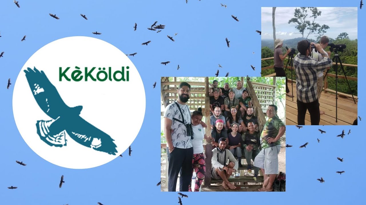 The Kekoldi Hawk Watch in Costa Rica - YouTube