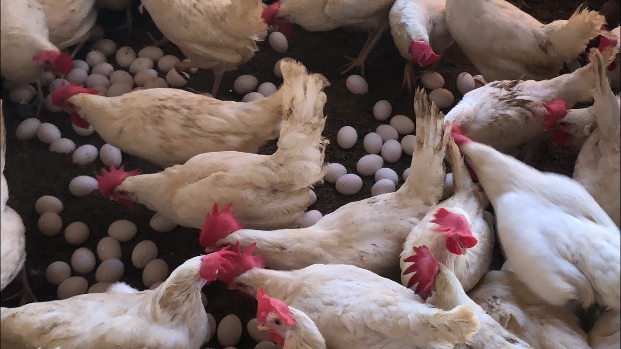 Hen Farming | Hen Farming Business | Hen Farm | Part 3 - YouTube